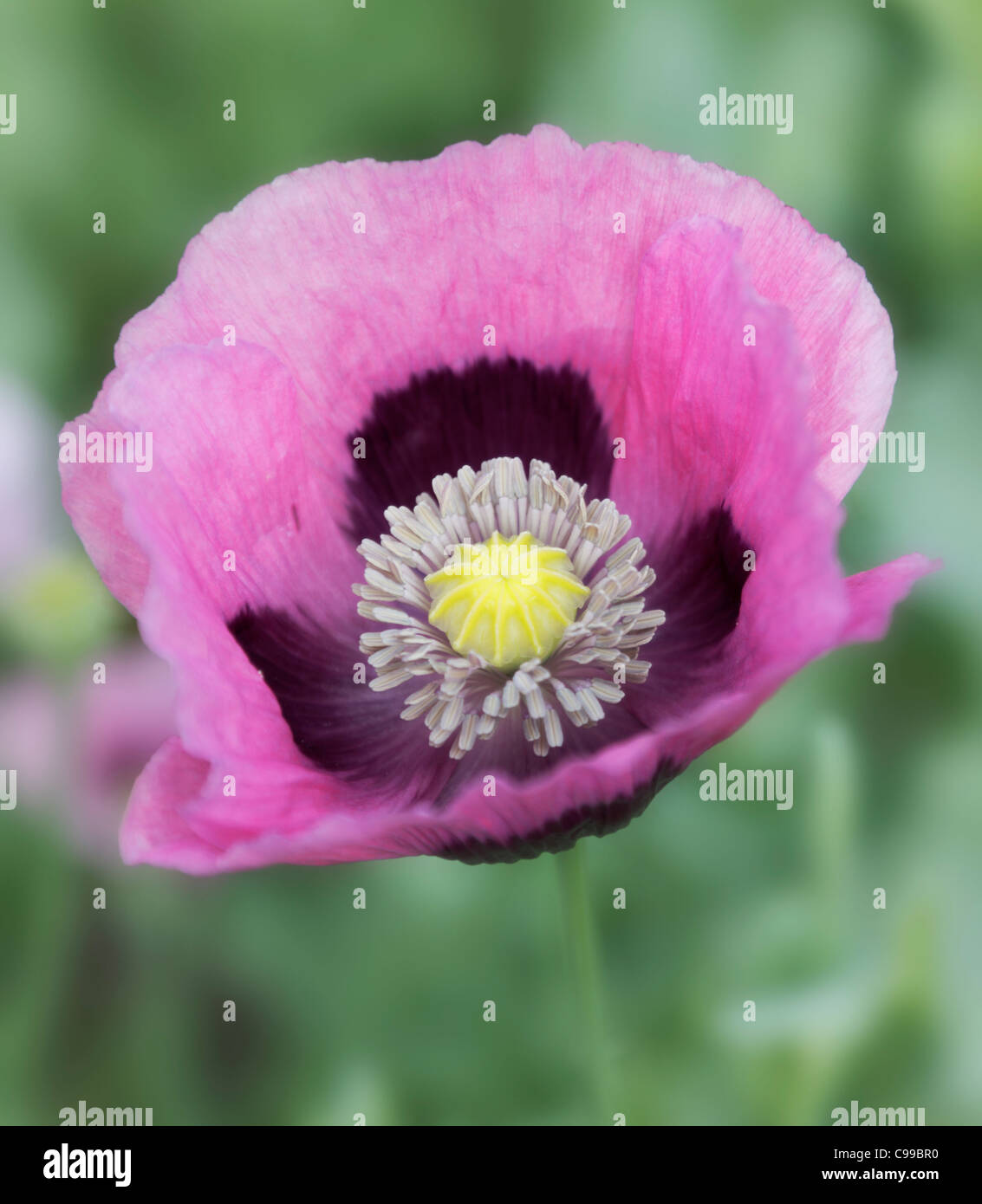 Flower Png High Resolution Stock Photography and Images - Alamy