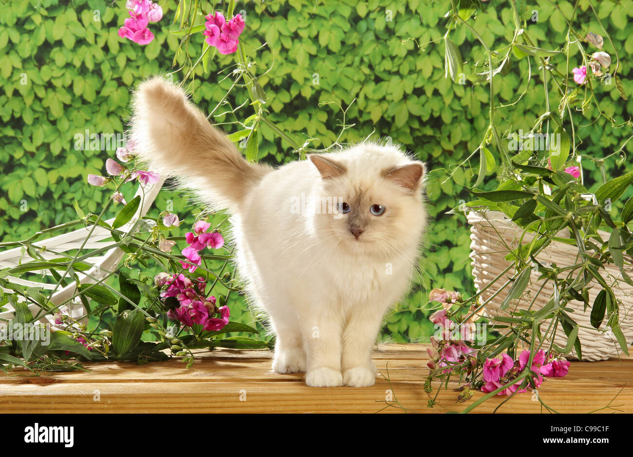 Sacred cat Burma standing Stock Photo - Alamy