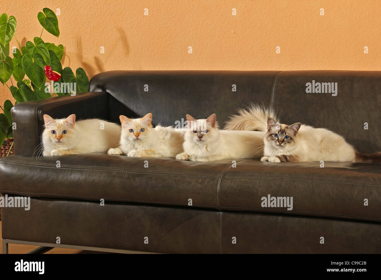four Sacred cats Burma lying sofa Stock Photo - Alamy