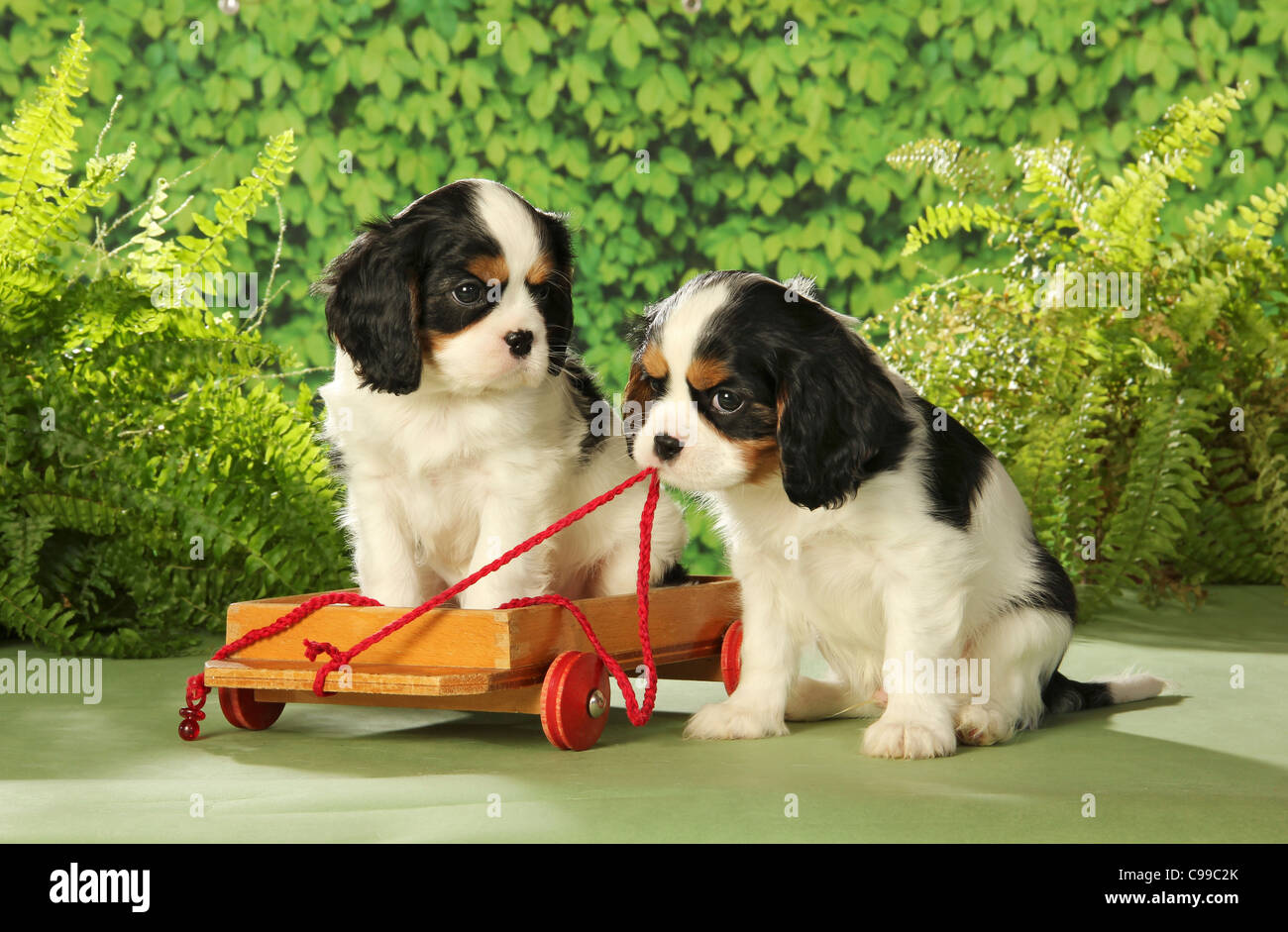 Cavalier King Charles Spaniel dog two puppies playing Stock Photo - Alamy