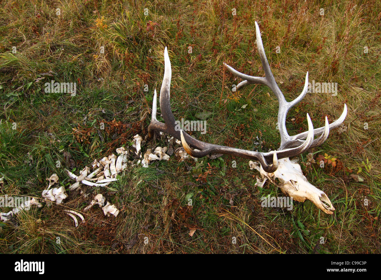 Elk skull hi-res stock photography and images - Alamy