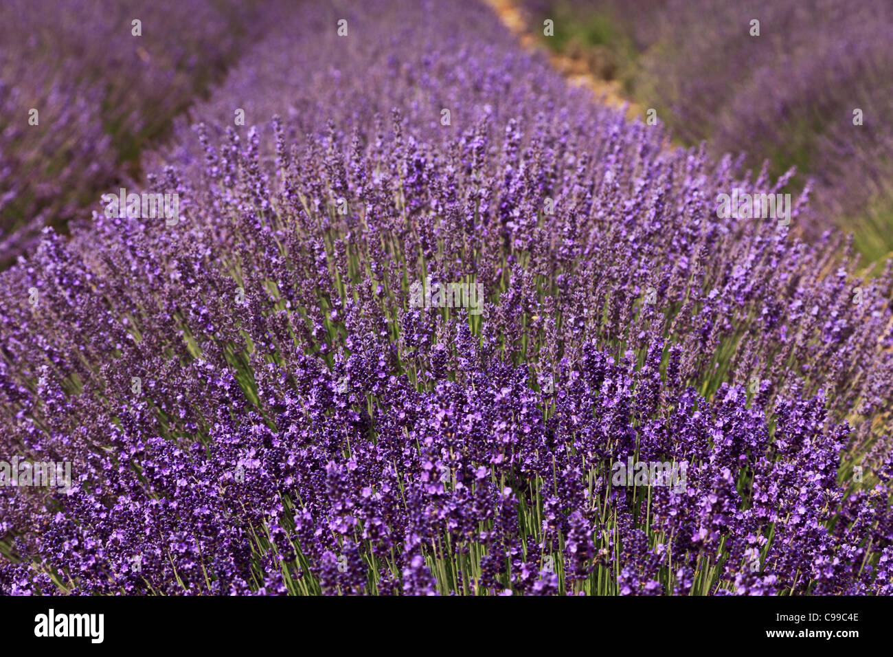 Oil field flowering plants hi-res stock photography and images - Alamy