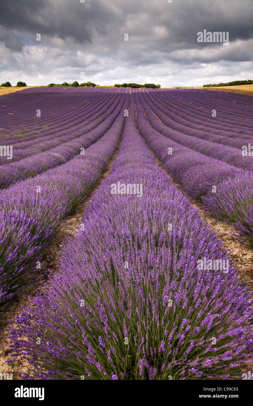 Lavender field hi-res stock photography and images - Alamy