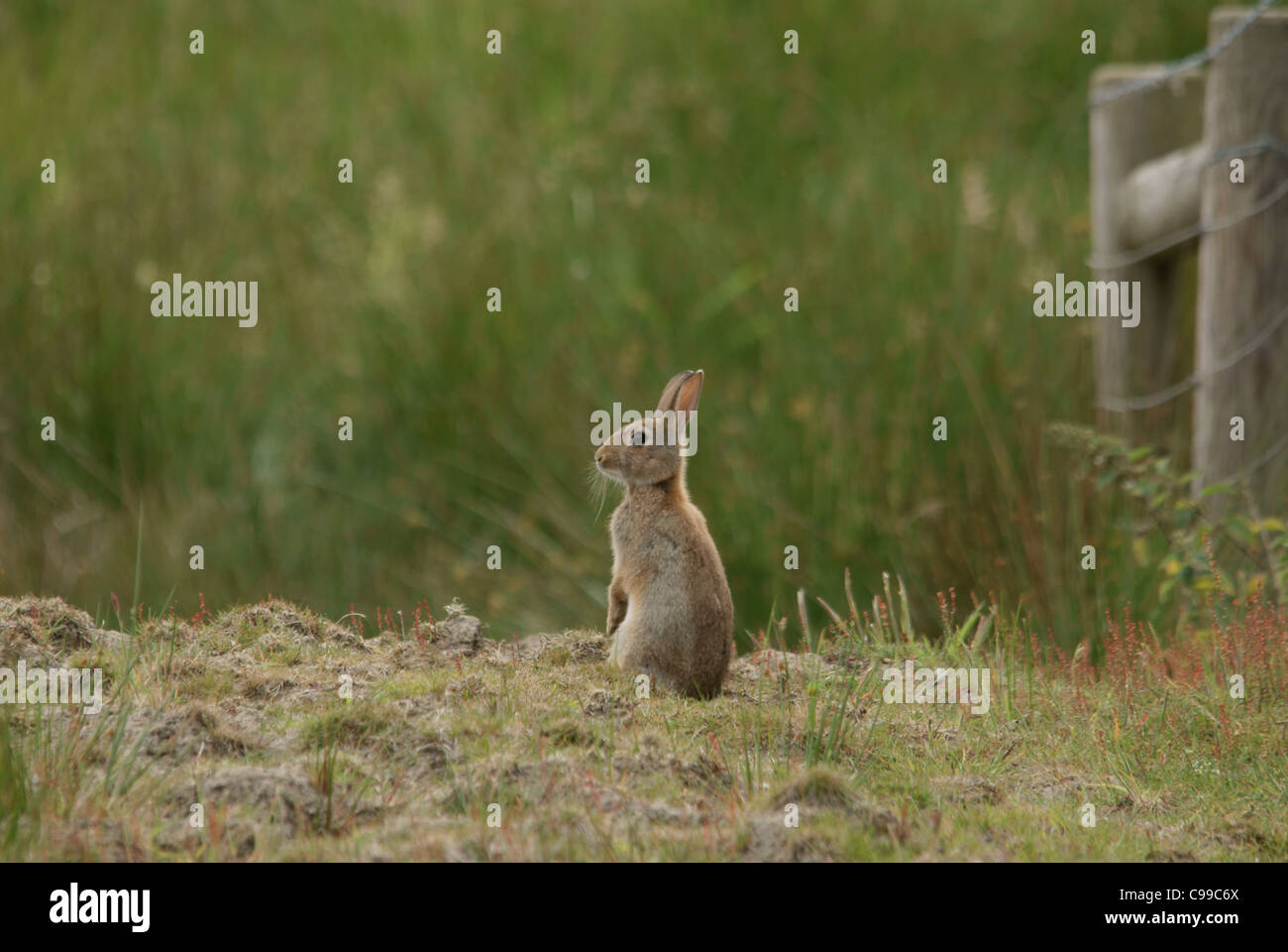 A wild rabbit sitting in grass Stock Photo - Alamy