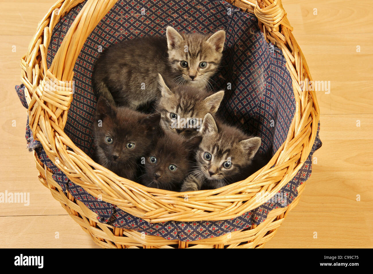 Many kittens hi-res stock photography and images - Alamy