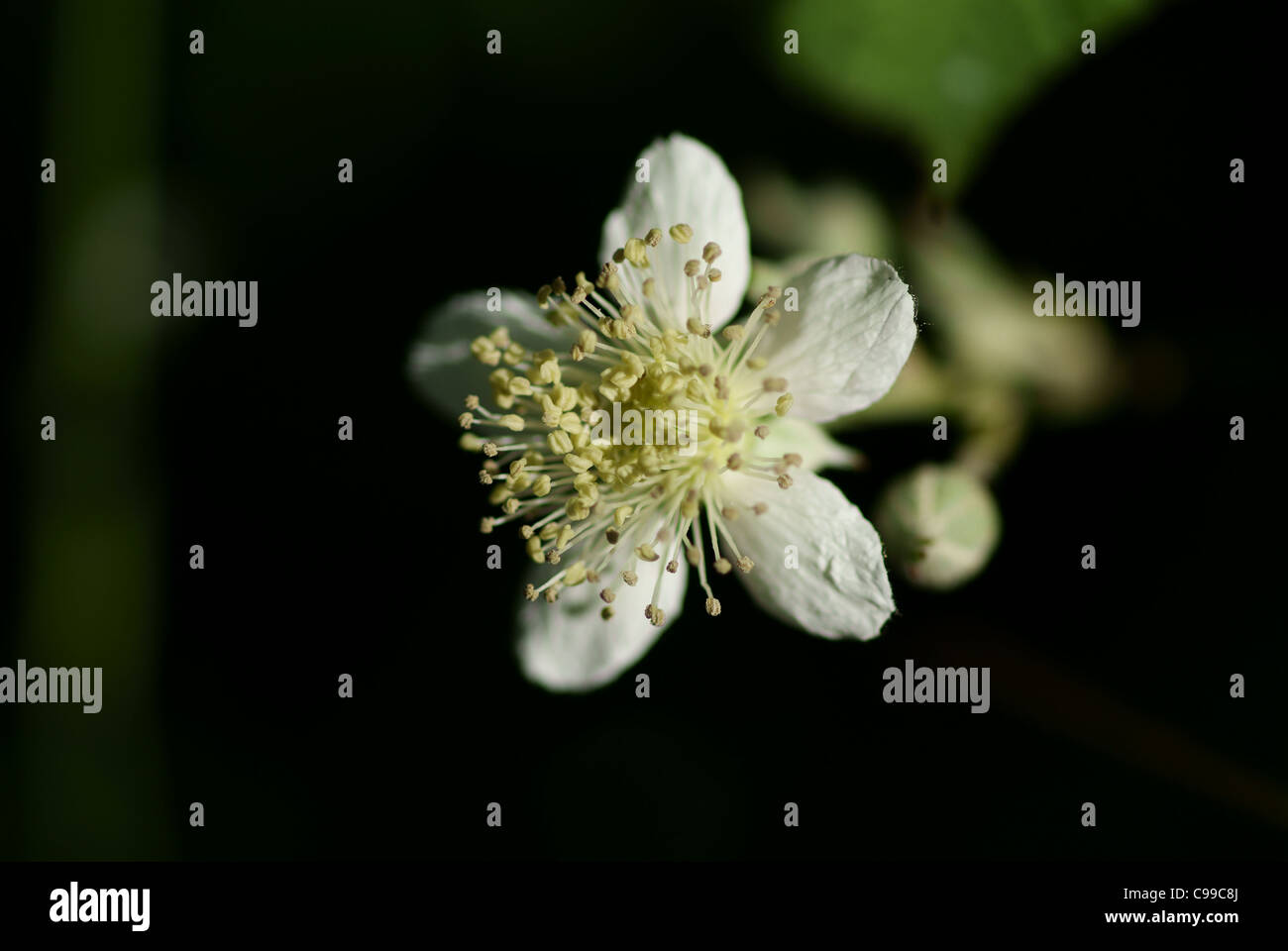Blackberry flower hi-res stock photography and images - Alamy