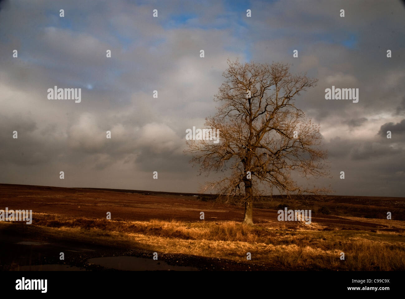 Lone tree on the North Yorkshire Moors Stock Photo - Alamy
