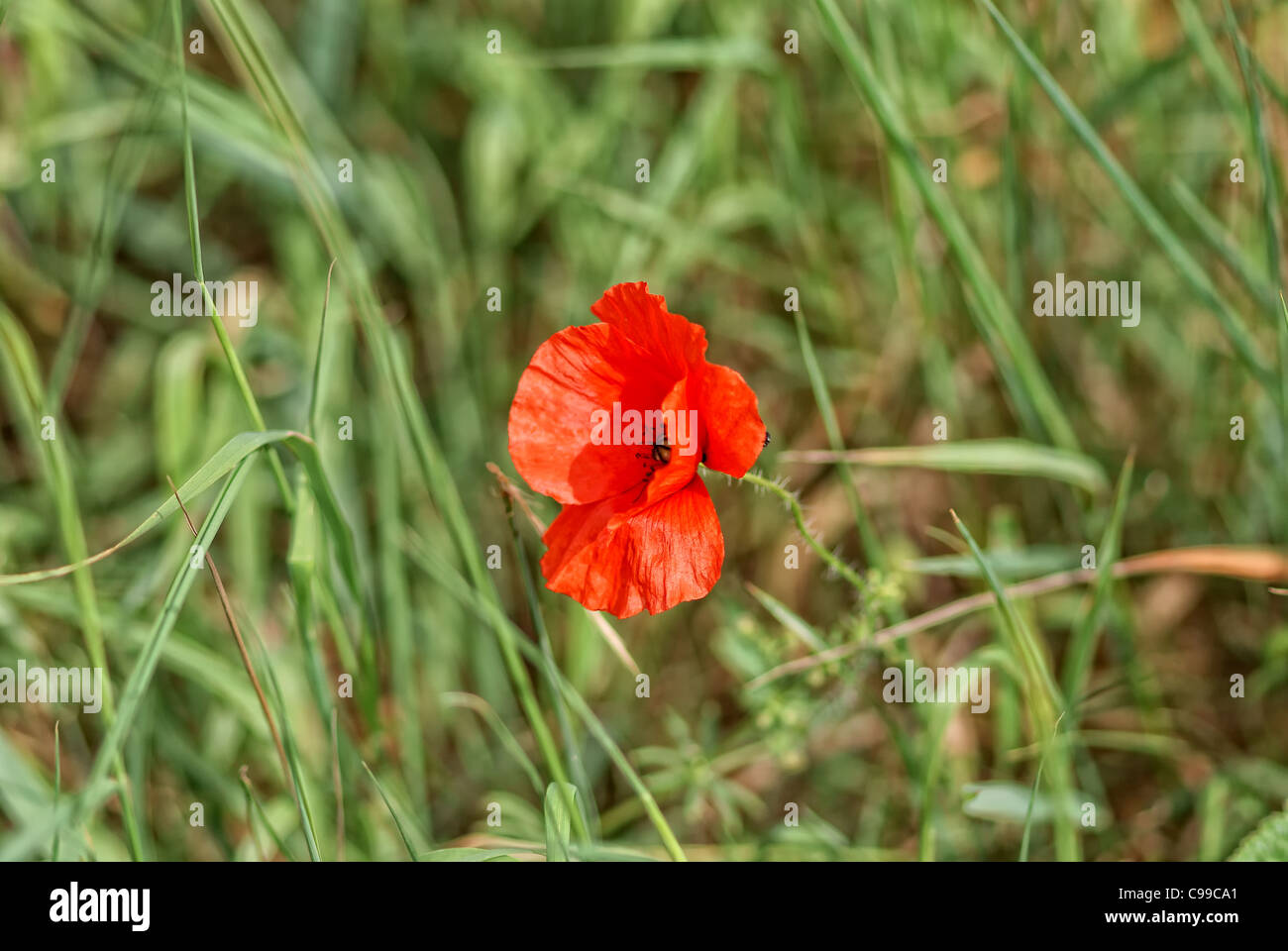 Red wild Poppy Stock Photo - Alamy