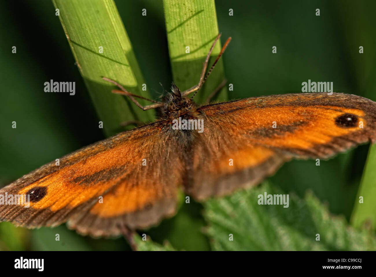 Side view gatekeeper butterfly hi-res stock photography and images - Alamy