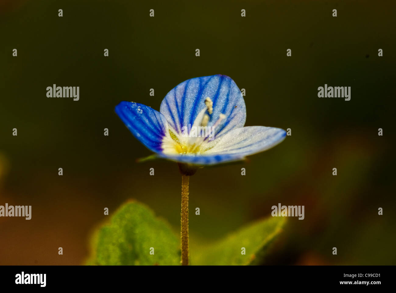 Blue primrose flower hi-res stock photography and images - Alamy
