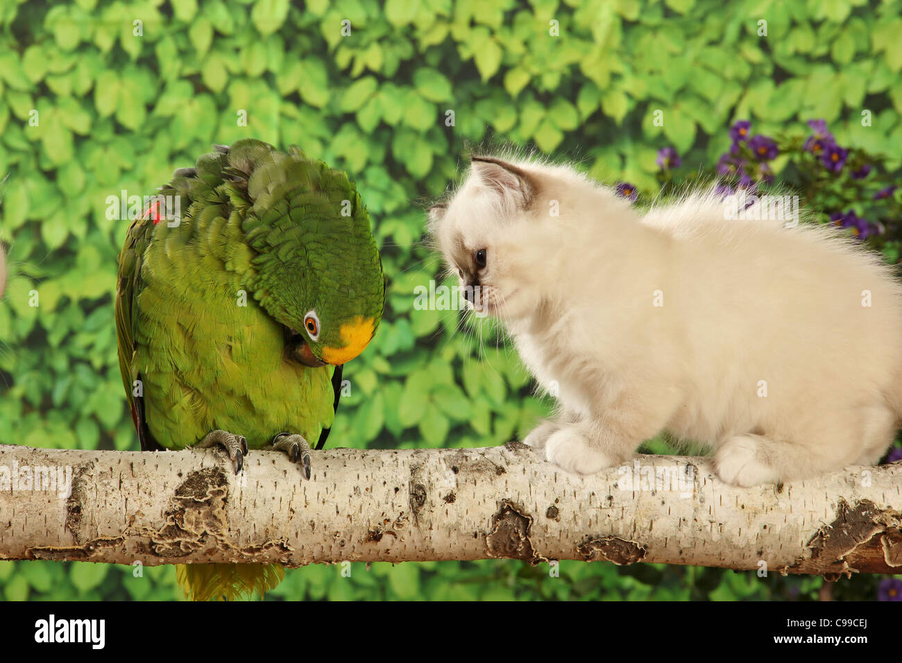Sacred cat Burma kitten Amazon parrot Stock Photo - Alamy
