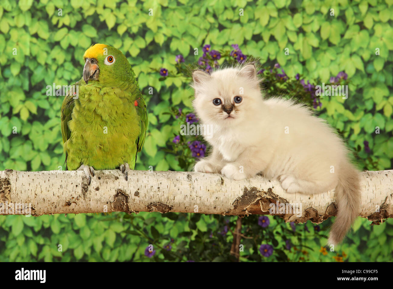 Sacred cat Burma kitten Amazon parrot Stock Photo - Alamy