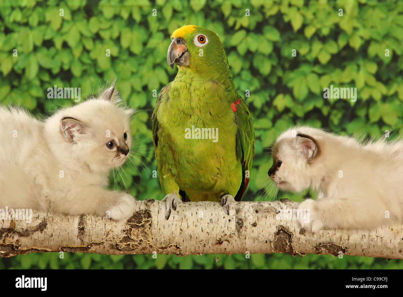 two Sacred cat Burma kittens Amazon parrot Stock Photo - Alamy