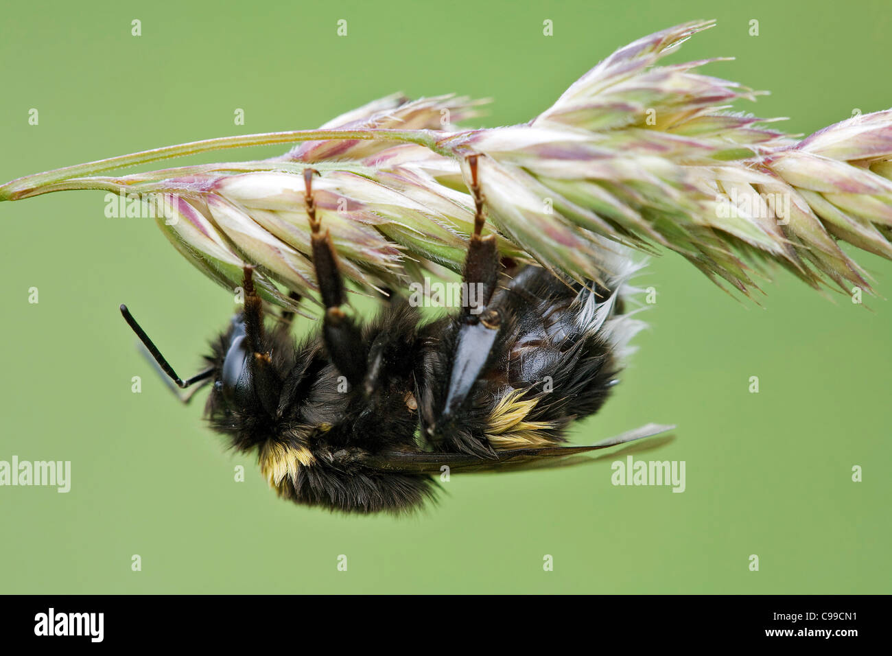 Bumblebee at plant Stock Photo - Alamy
