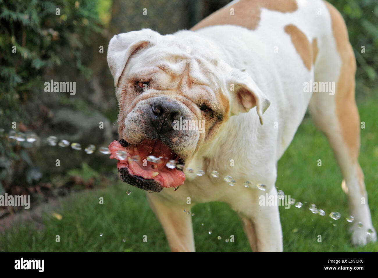 American bulldog water hi-res stock photography and images - Alamy
