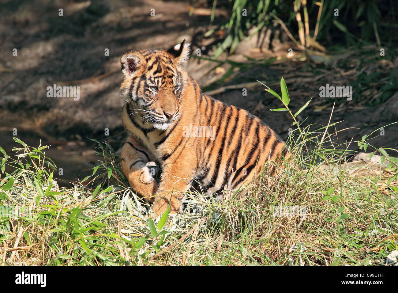Sumatran tiger - cub / Panthera tigris sumatrae Stock Photo - Alamy