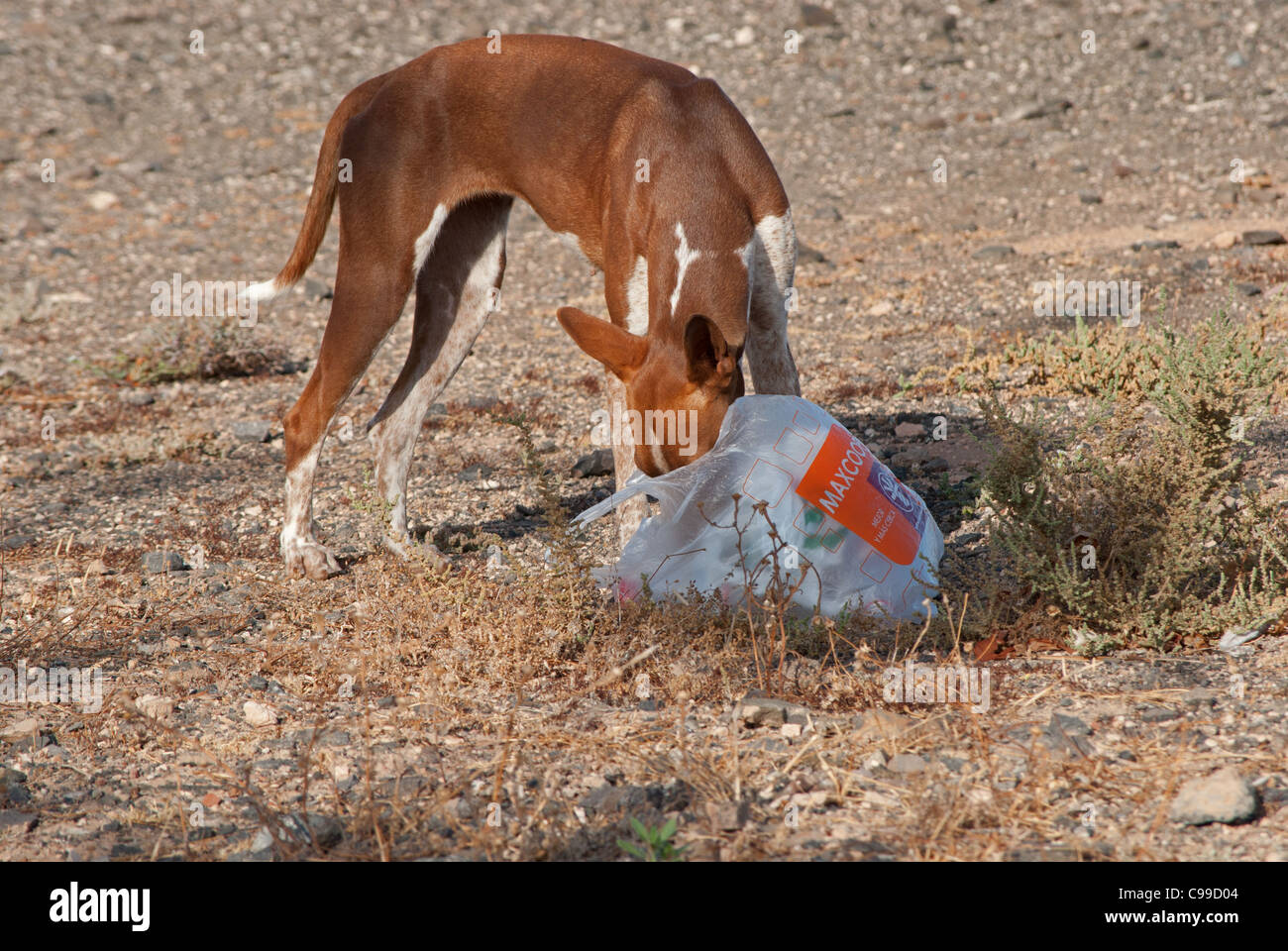 Stray dog garbage hi-res stock photography and images - Alamy
