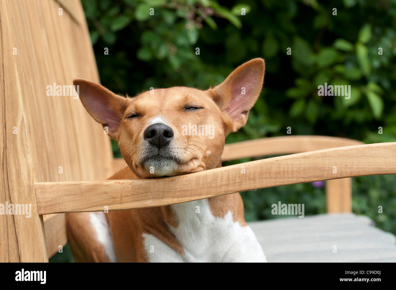Basenji dog lying bench Stock Photo - Alamy