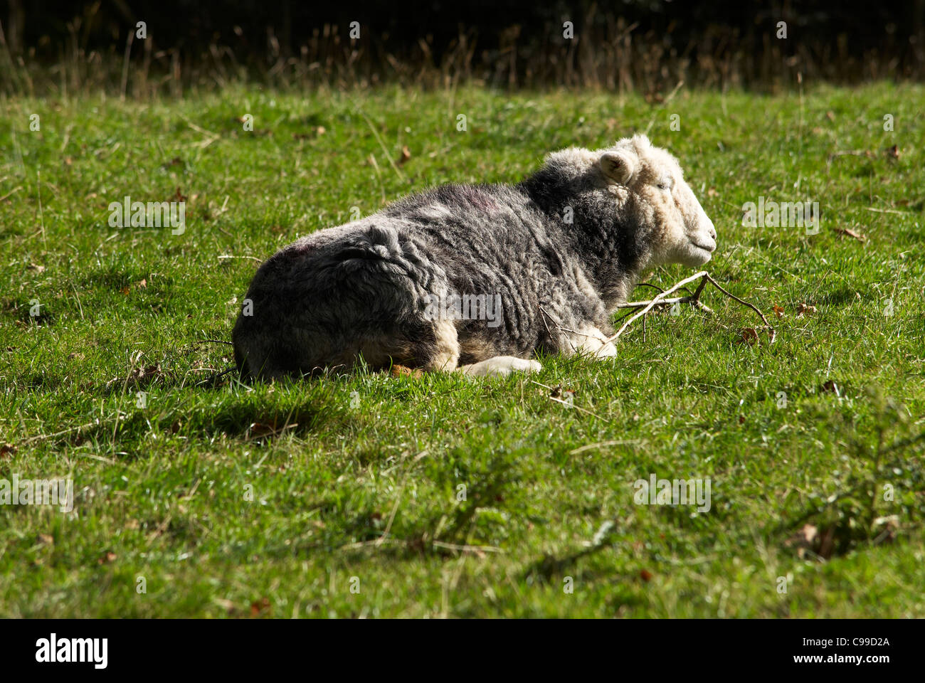 Herdwick sheep lake district hi-res stock photography and images - Alamy