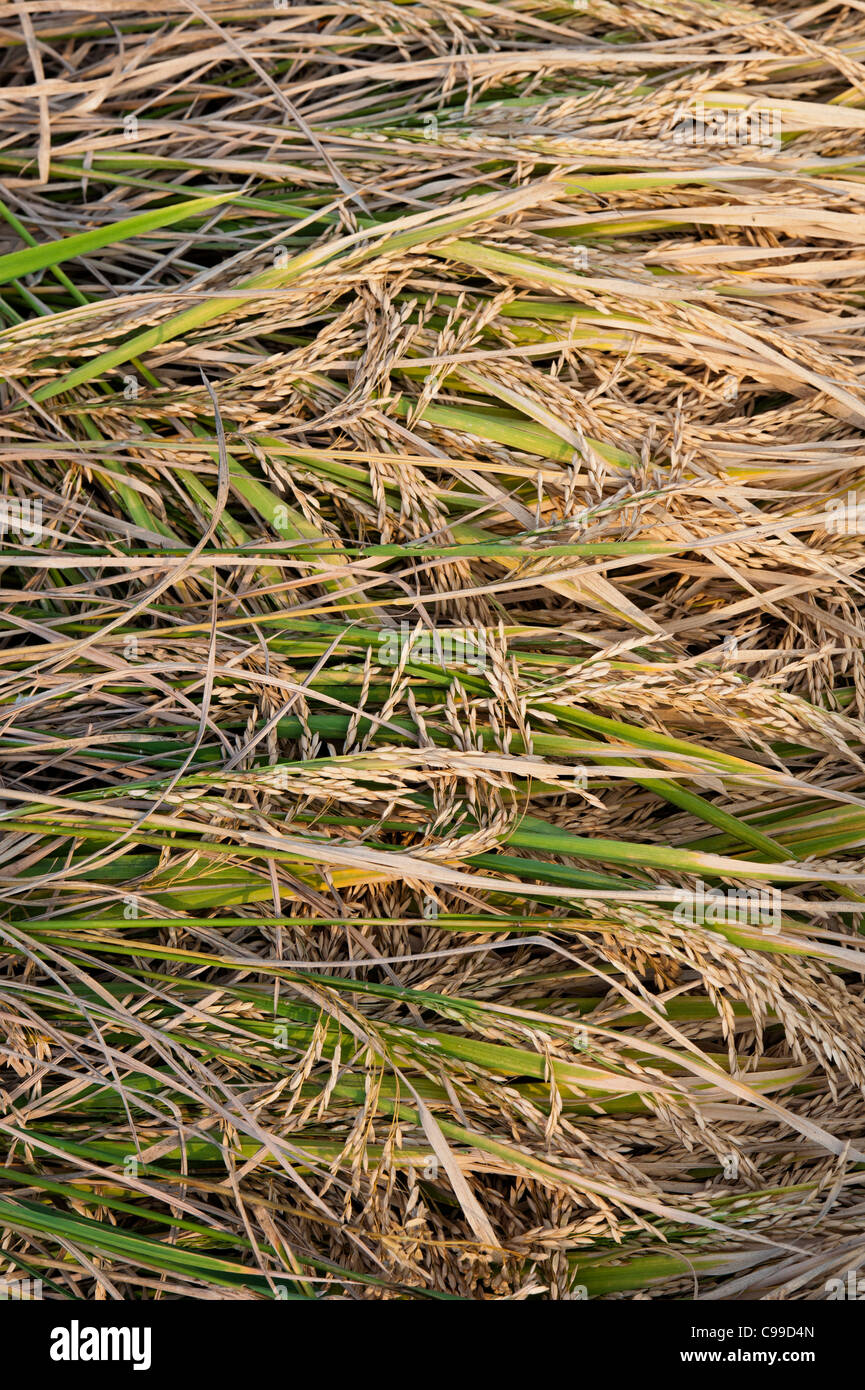 Indian threshed rice hi-res stock photography and images - Alamy