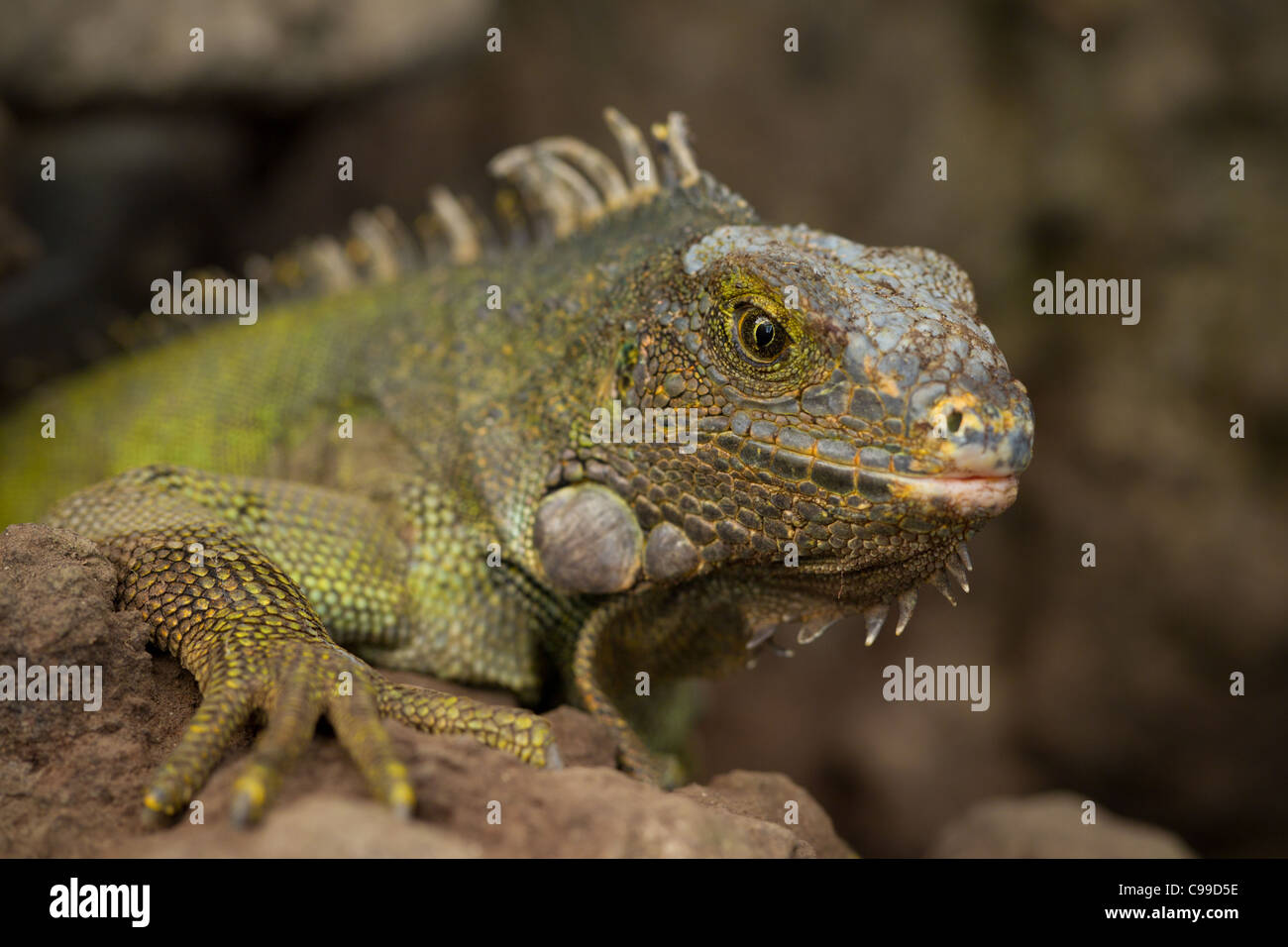 Pet habitats hi-res stock photography and images - Alamy