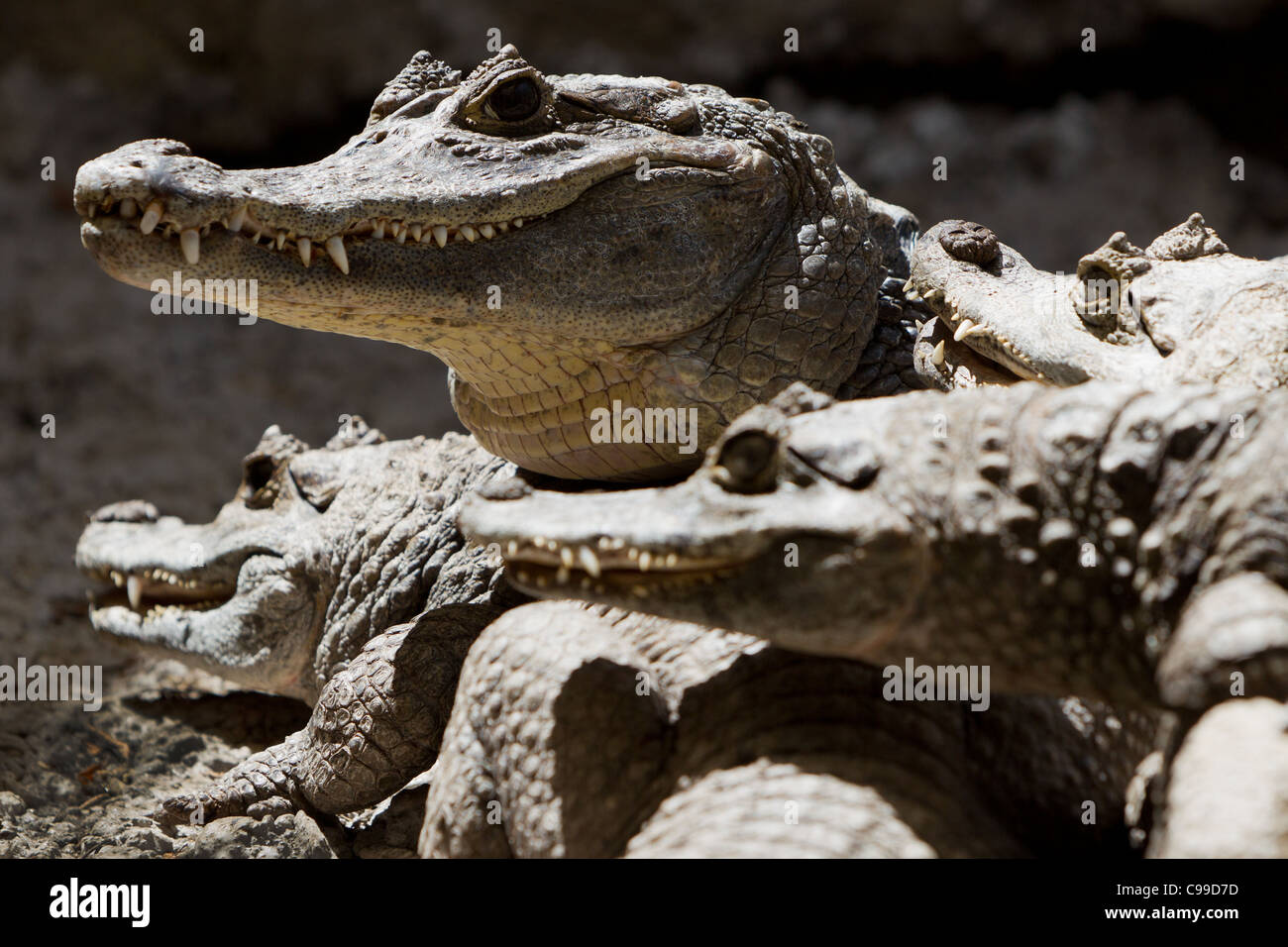 Four spectacled caimans hi-res stock photography and images - Alamy