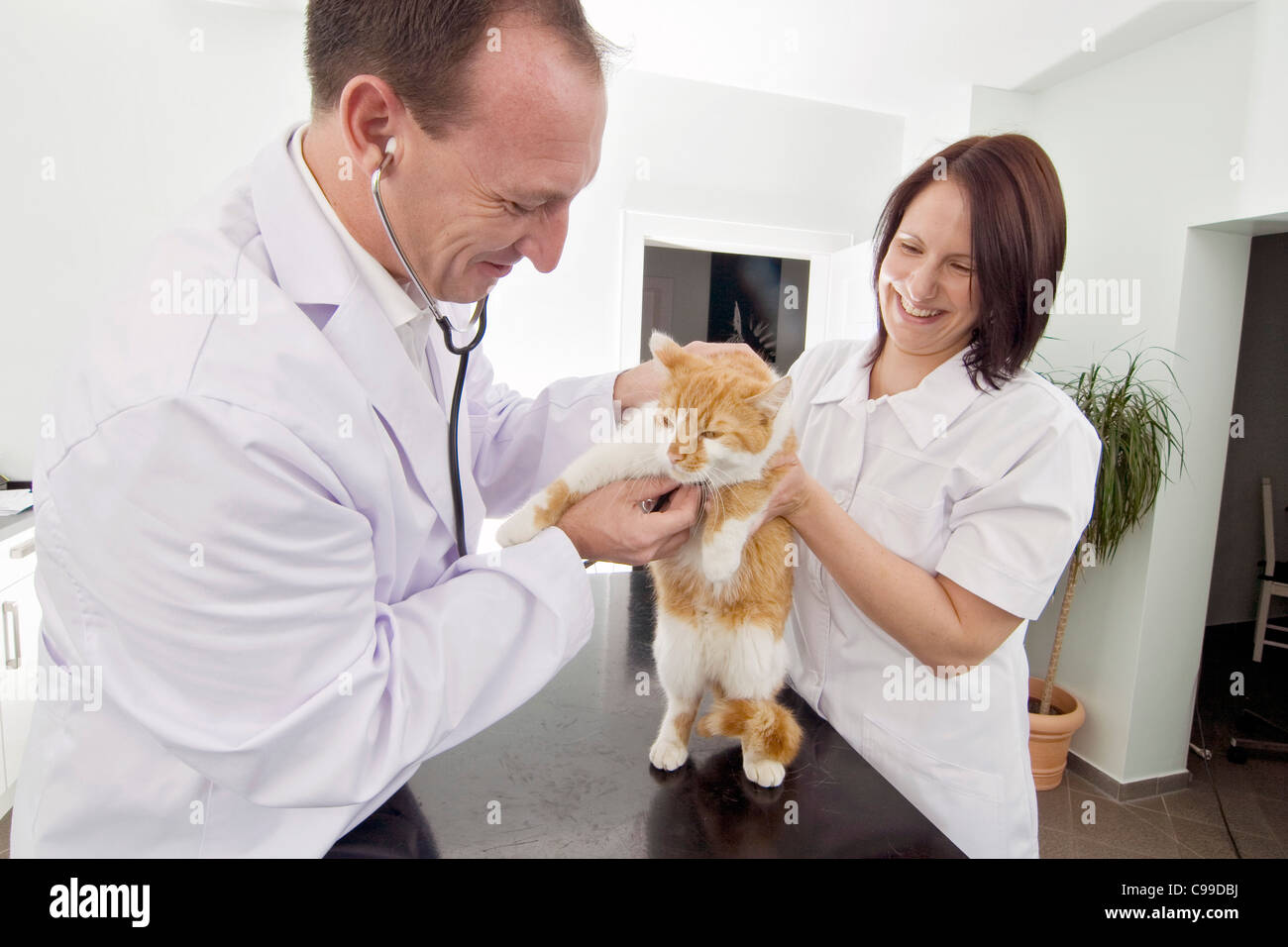 veterinary: checking domestic cat Stock Photo - Alamy