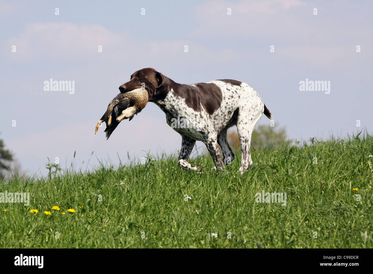 German Shorthaired Pointer with prey Stock Photo - Alamy
