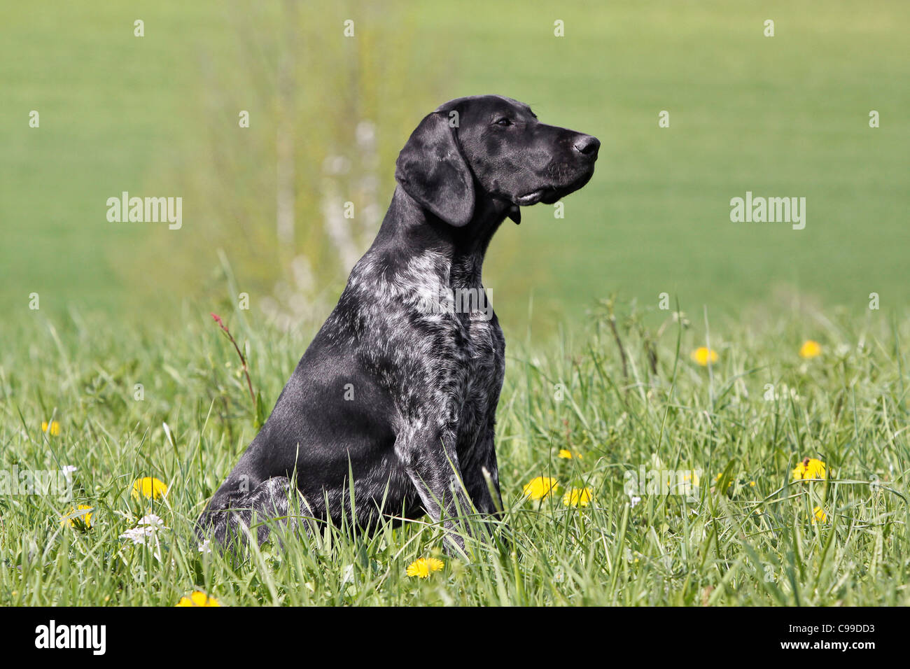 German Shorthaired Pointer. Adult dog sitting on meadow Stock Photo - Alamy