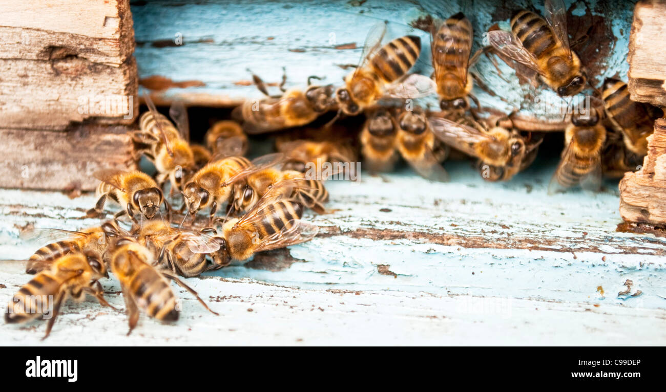 Working bee close-up Stock Photo - Alamy