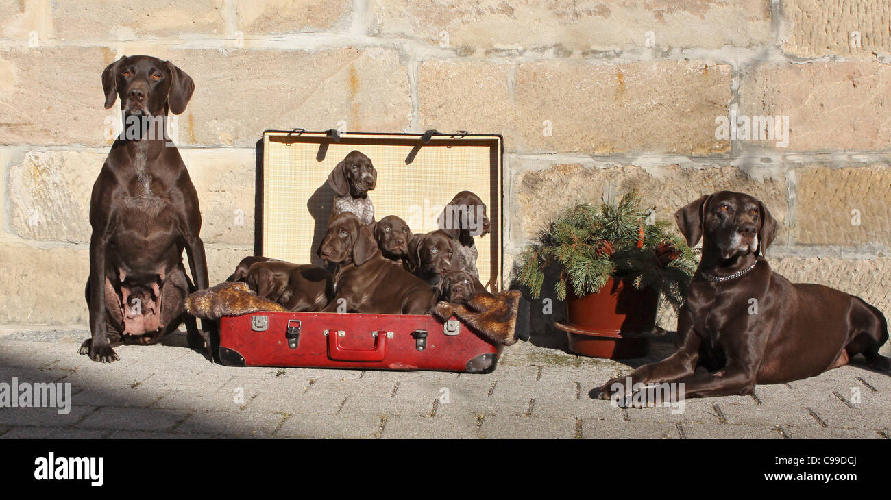 German Shorthaired Pointer dogs puppies Stock Photo - Alamy