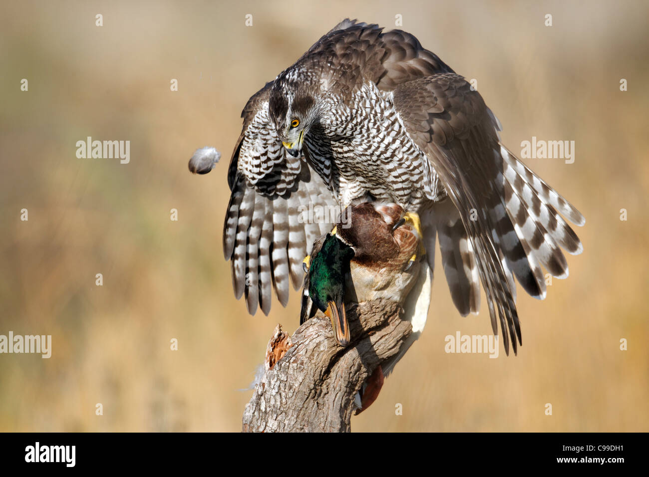 Female goshawk hi-res stock photography and images - Alamy