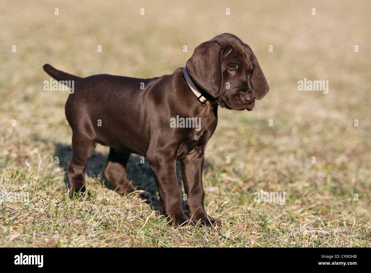 German Shorthaired Pointer puppy standing meadow Stock Photo - Alamy