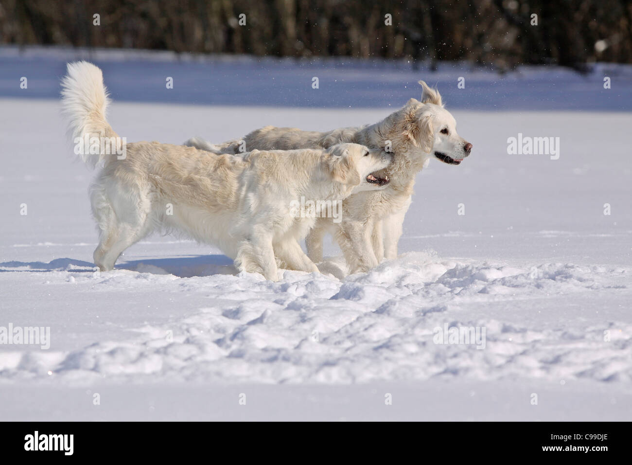 Two golden retriever dogs standing hi-res stock photography and images ...