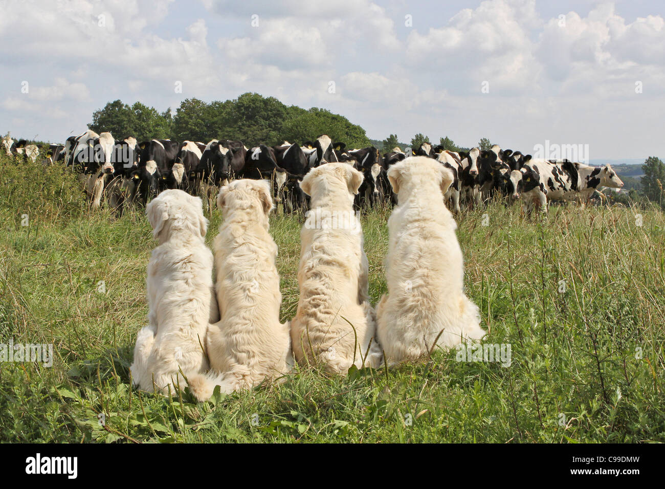 four Golden Retriever dogs watching cattle Stock Photo - Alamy