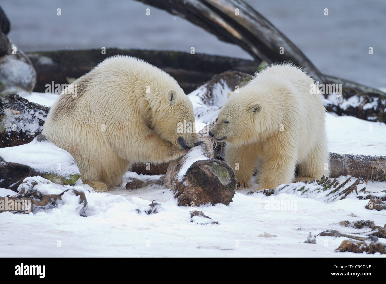 Two Polar Bear cubs (Ursus maritimus) tugging on blubber near whale carcass in snow on beach at ...