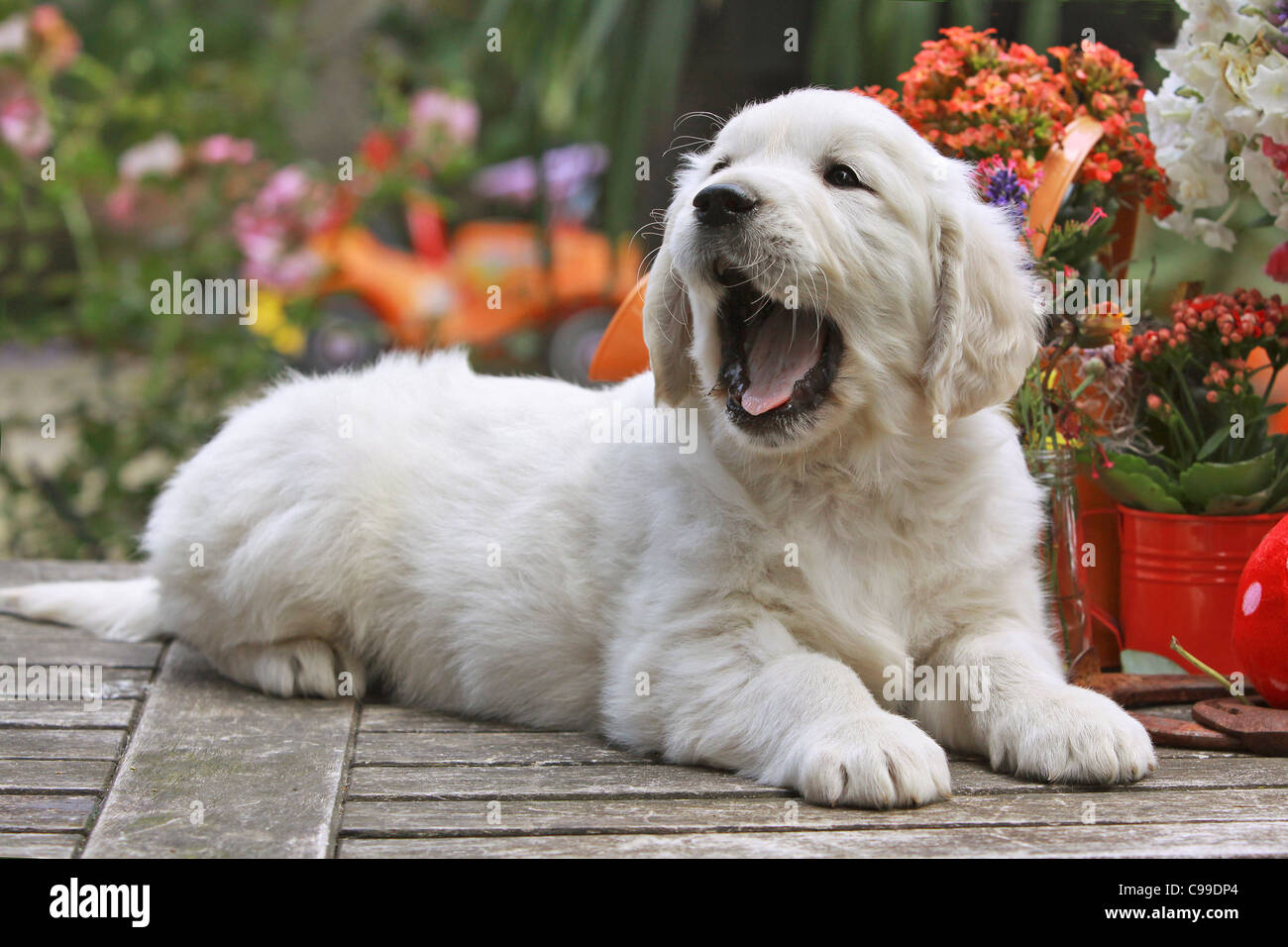 Golden Retriever puppy yawning Stock Photo - Alamy
