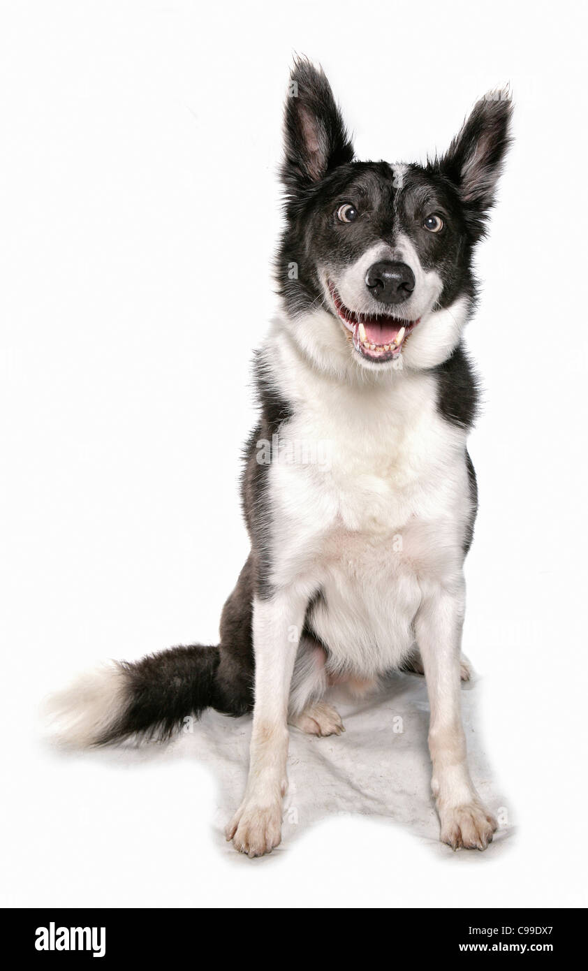 half breed dog - sitting - cut out Stock Photo - Alamy