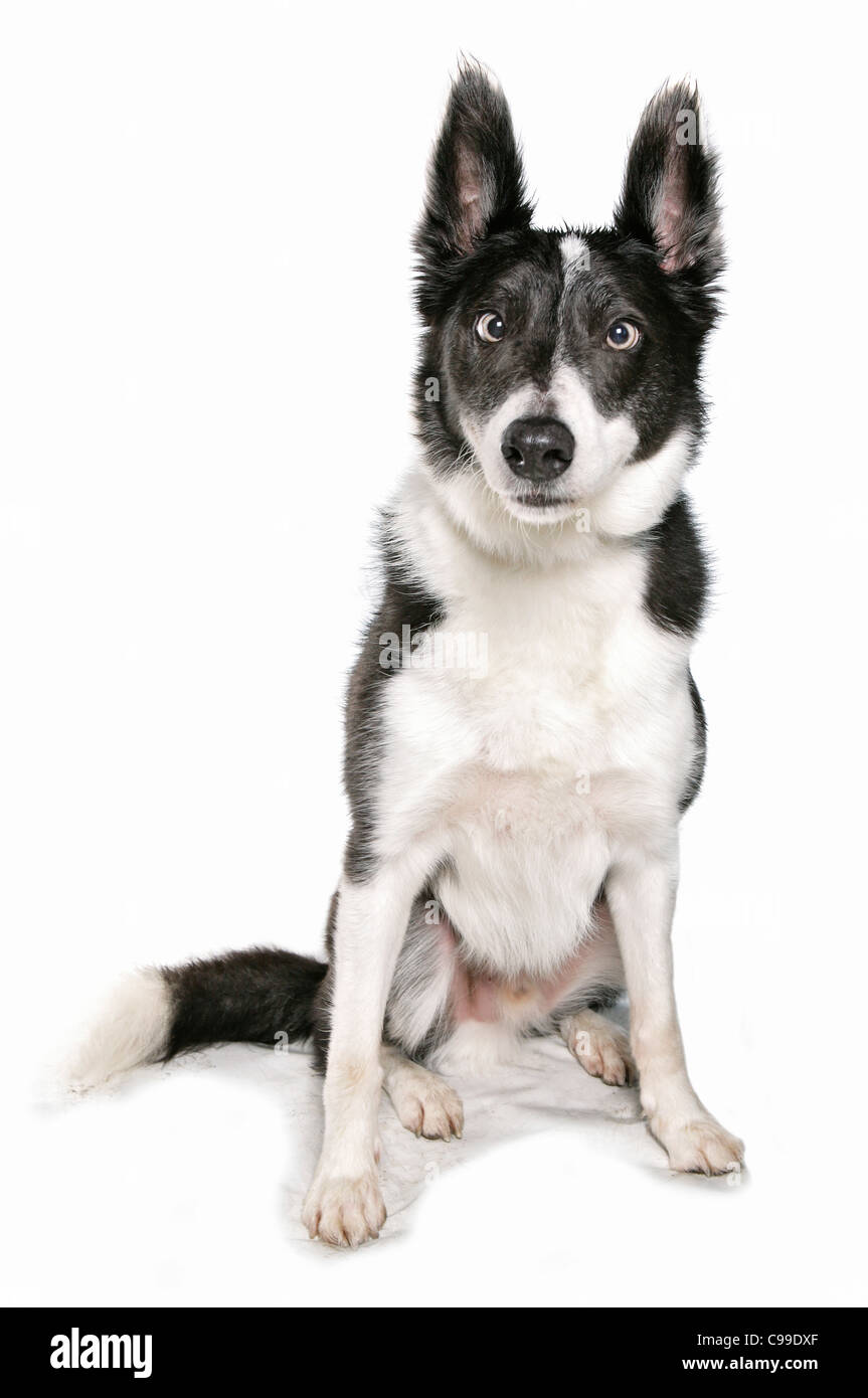 half breed dog - sitting - cut out Stock Photo - Alamy