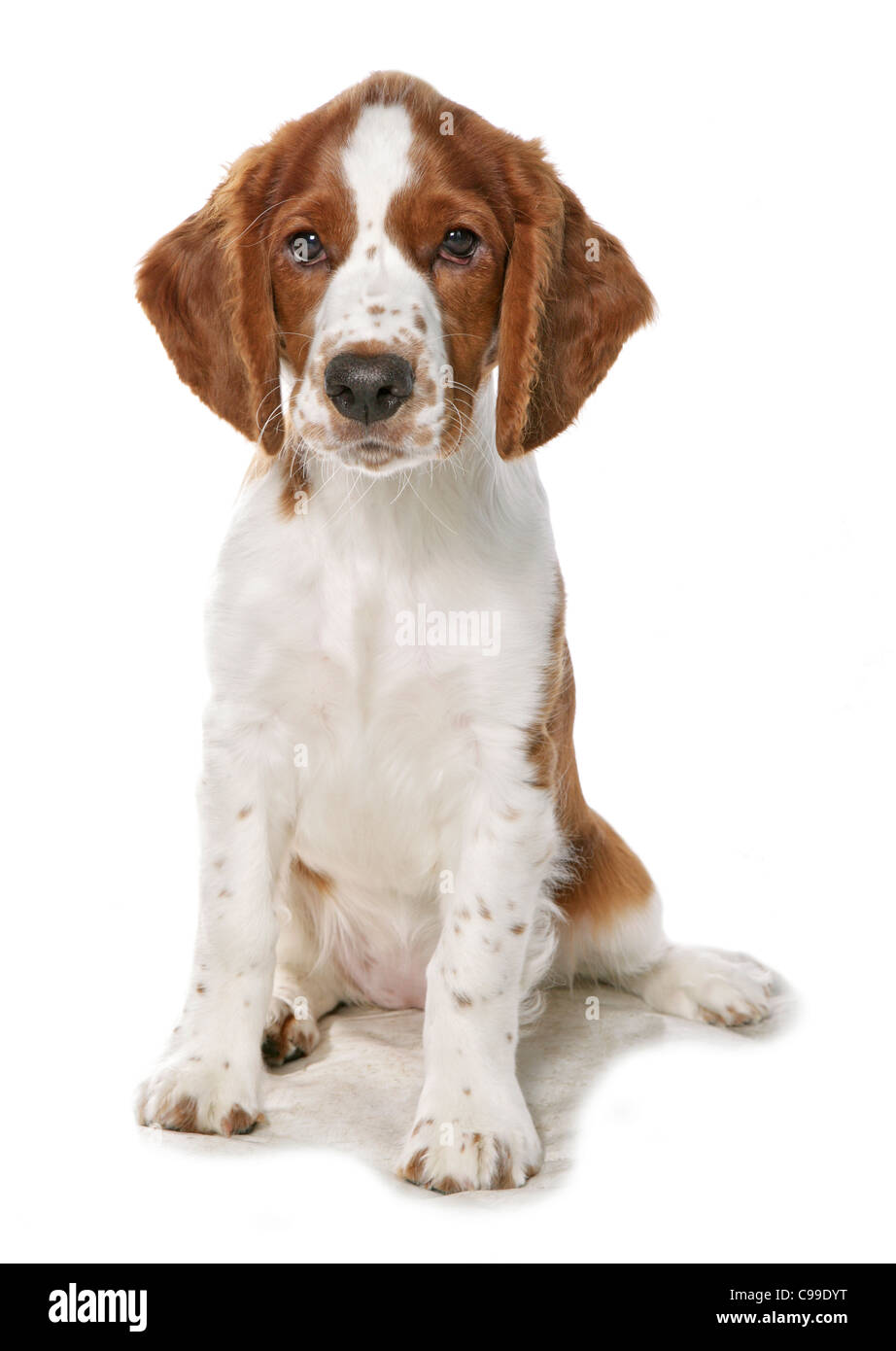 Welsh springer spaniel puppy hi-res stock photography and images - Alamy