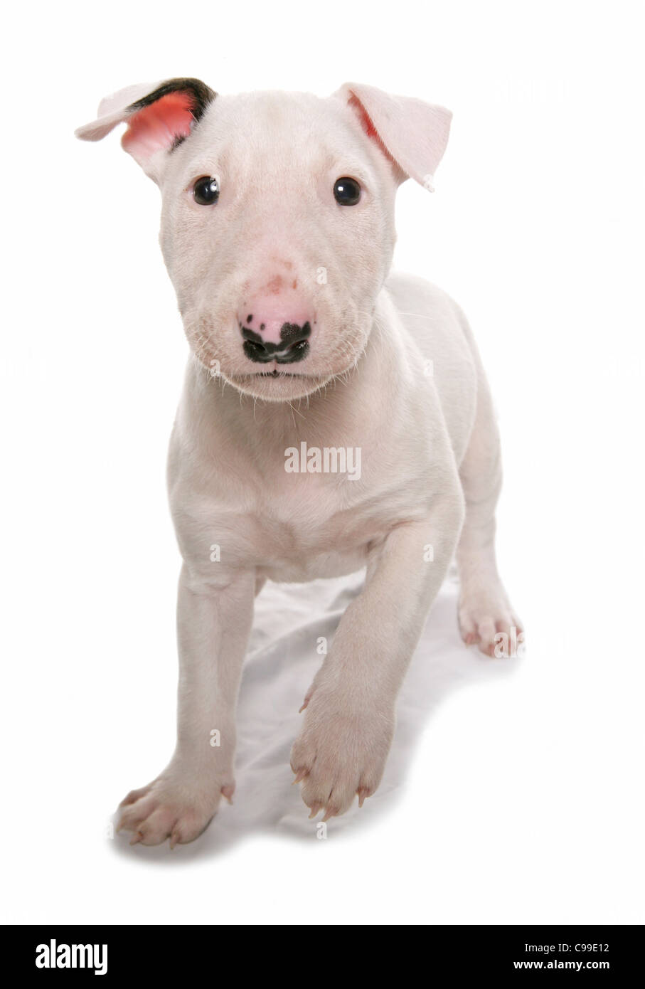 English Bull Terrier - puppy - cut out Stock Photo - Alamy