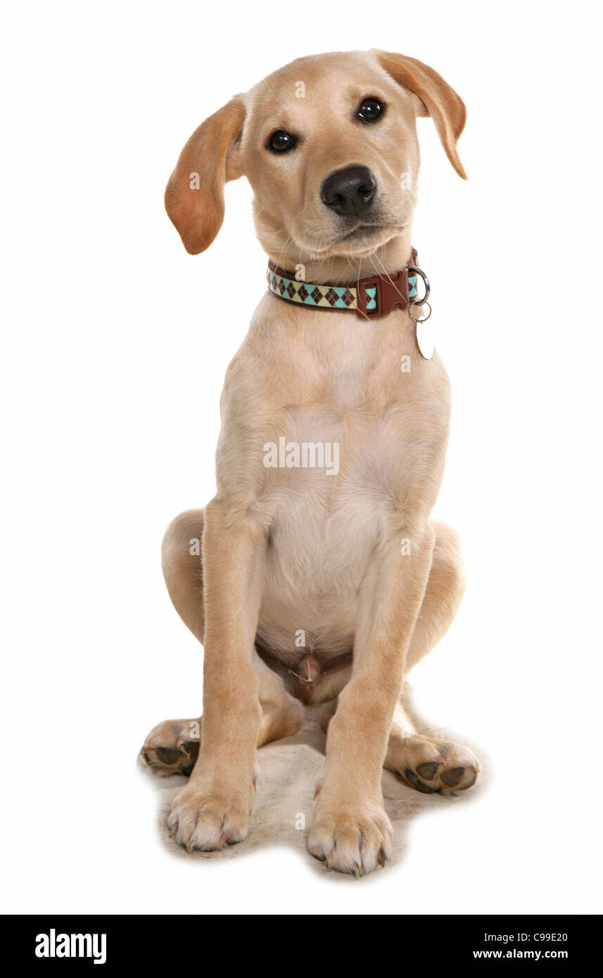 Labrador Retriever dog - puppy - sitting Stock Photo - Alamy