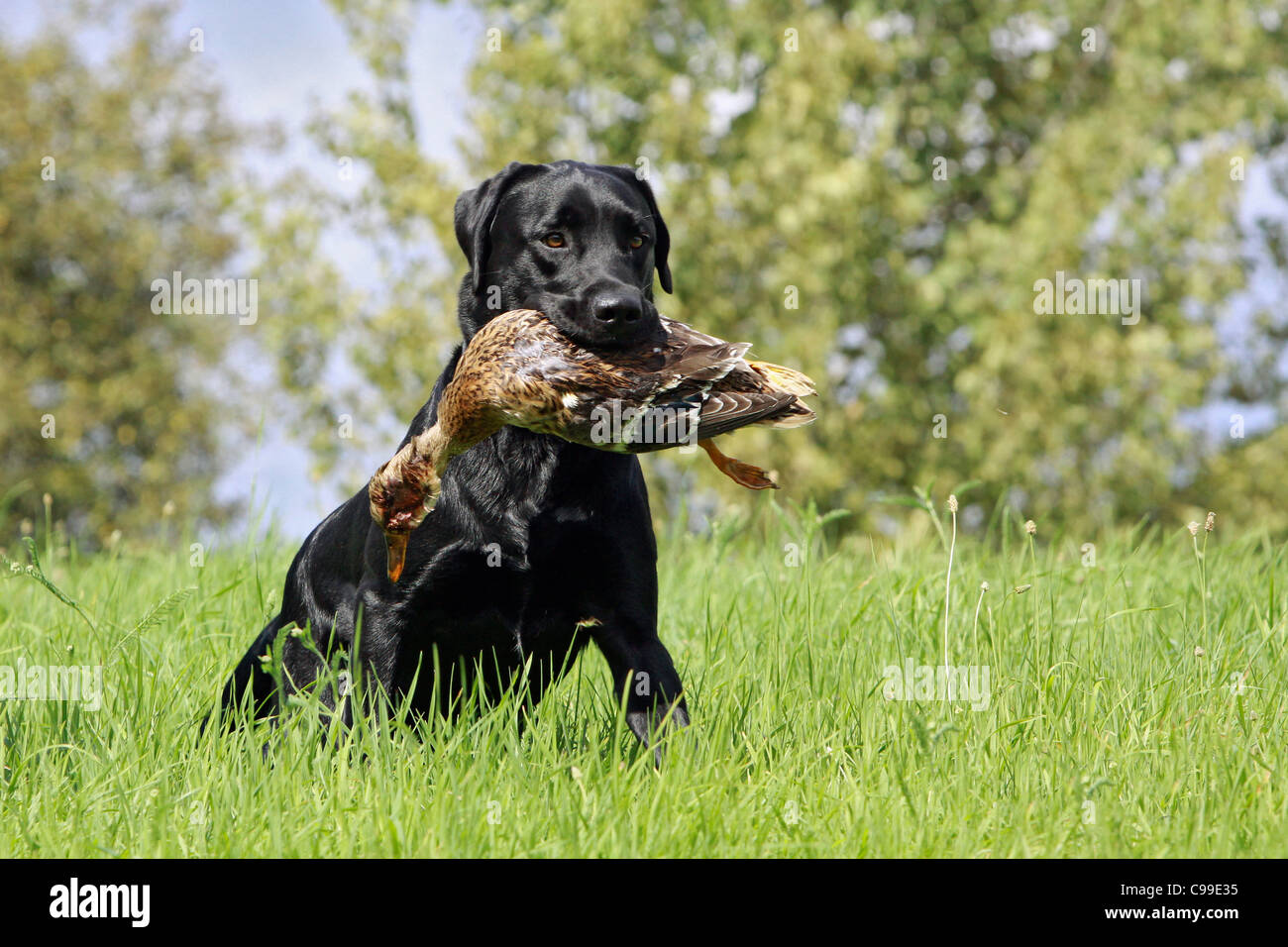 Dog with prey hi-res stock photography and images - Alamy