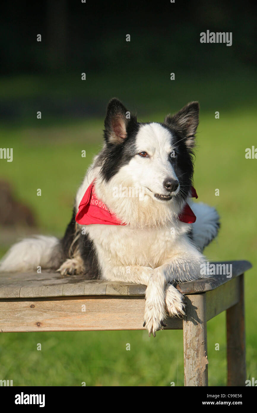 Half breed dog table hi-res stock photography and images - Alamy