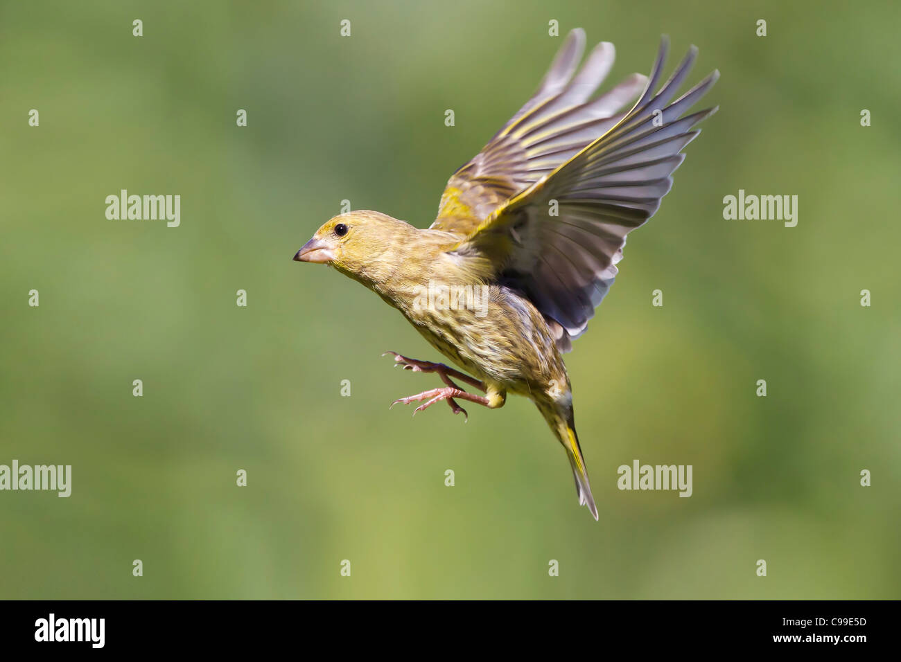 Greenfinch coming in to land Stock Photo - Alamy