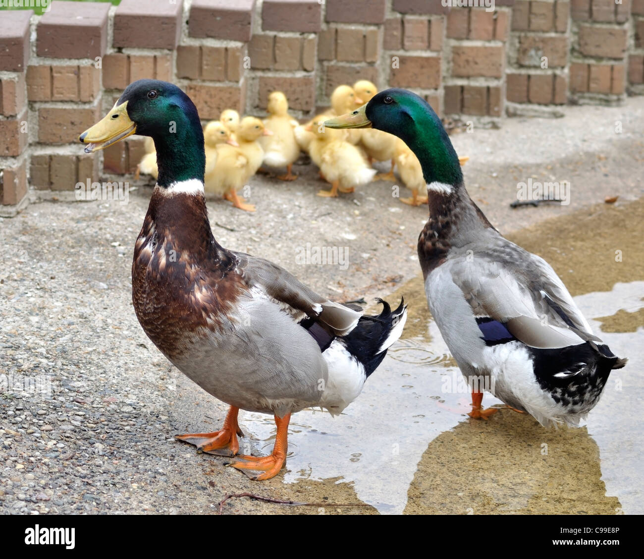 Ducks Living In The City Park By The Fountain Stock Photo - Alamy