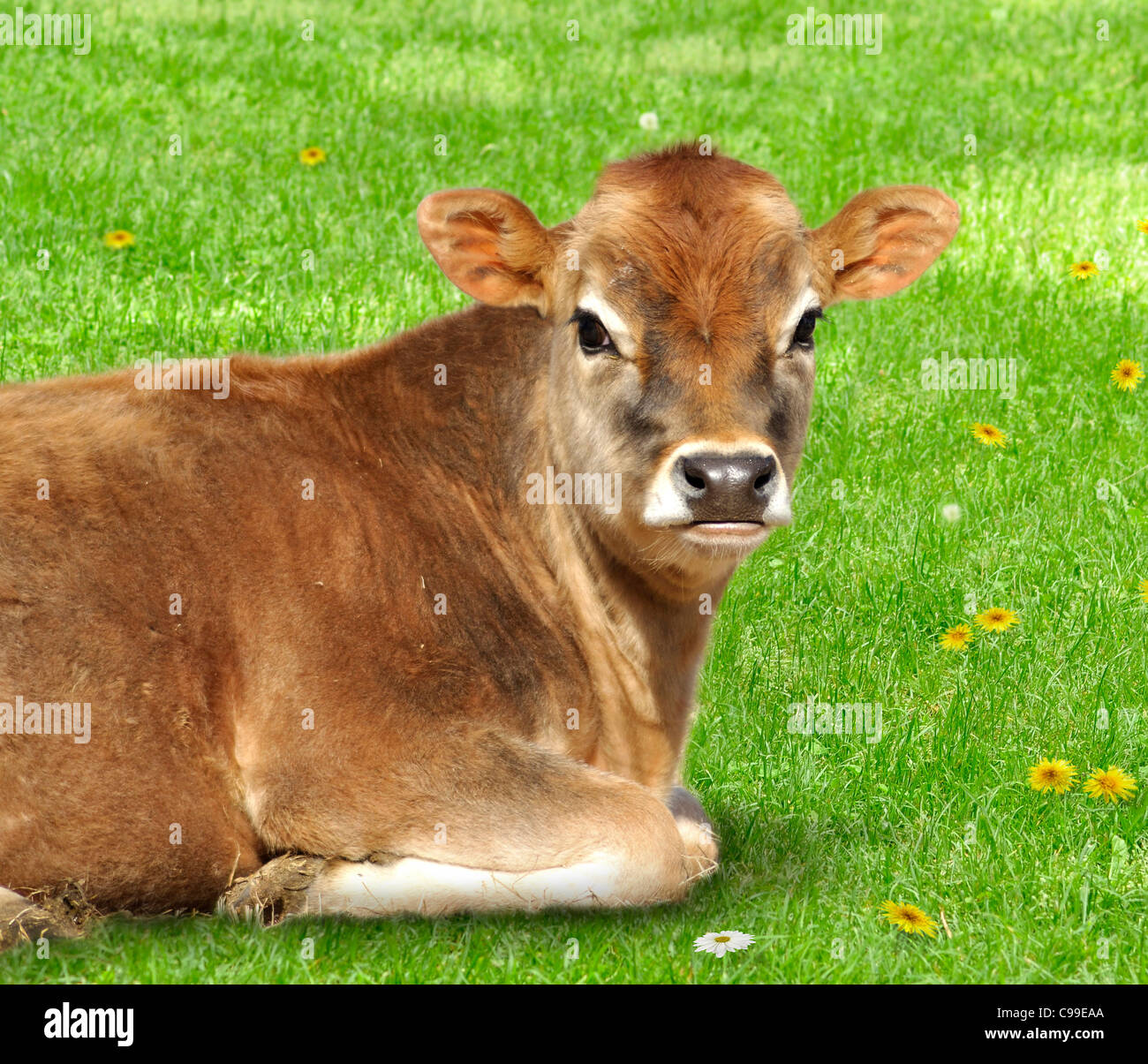 Calf Laying High Resolution Stock Photography and Images - Alamy