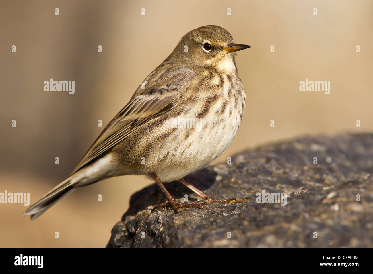 Rock pipit hi-res stock photography and images - Alamy