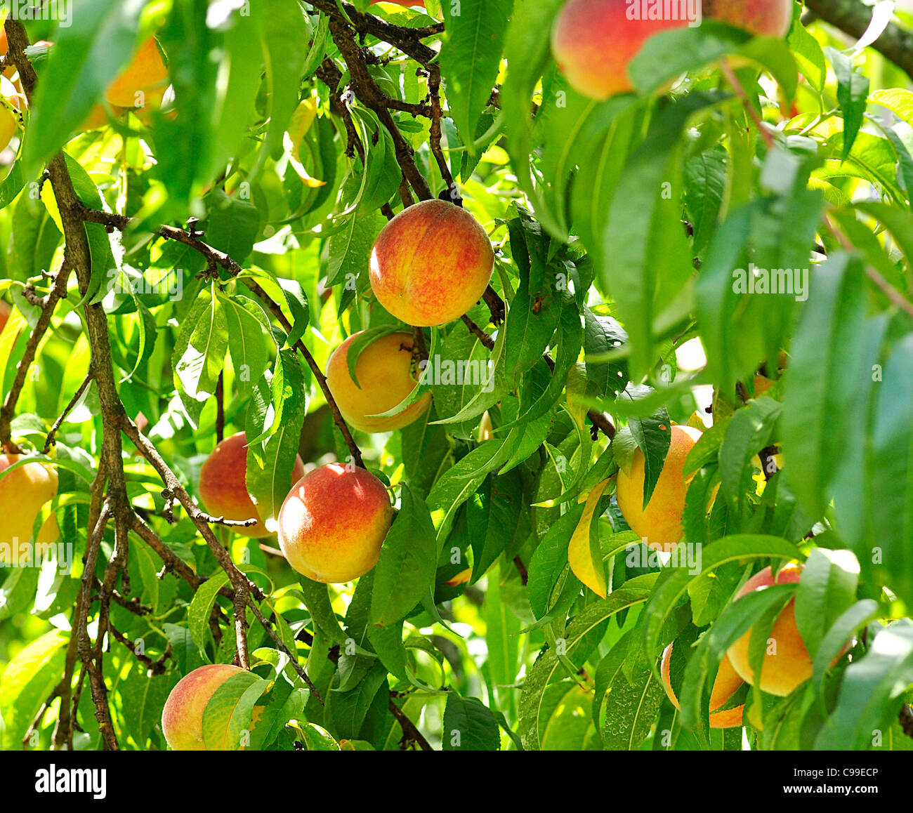 Peach tree hi-res stock photography and images - Alamy