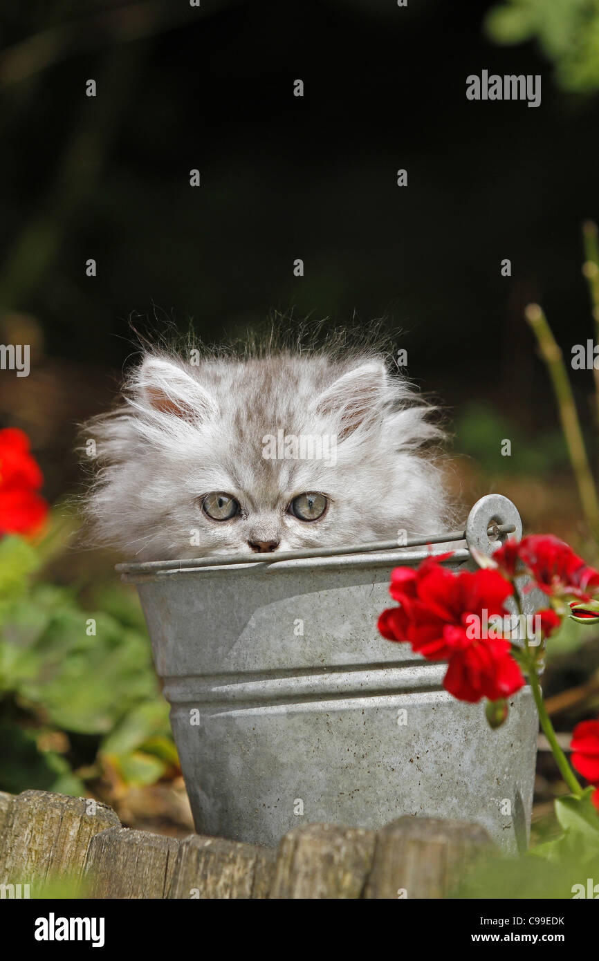 Persian Cat kitten bucket Stock Photo - Alamy